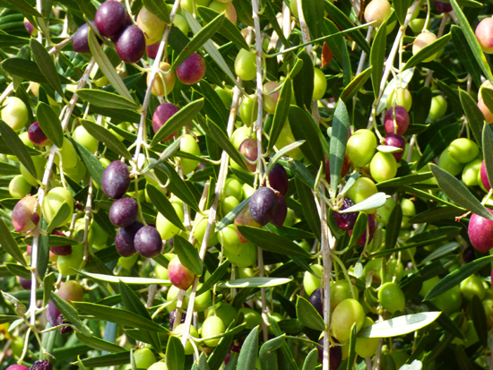Olijven plukken in Griekenland